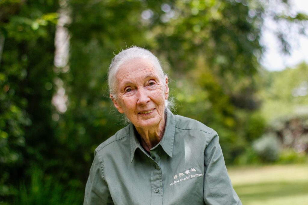 Most megismerhetjük Jane Goodall csimpánzmenedékét