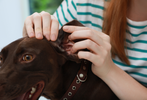 Ezek a Lyme-kór tünetei a kutyáknál | Marie Claire